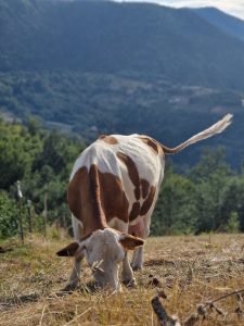 Cow Tail: Anatomy, Uses, Cultural Significance, and Health Insights ...