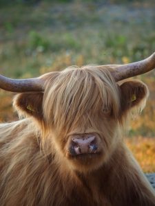 Miniature Highland Cow: The Ultimate Guide to Raising These Adorable ...