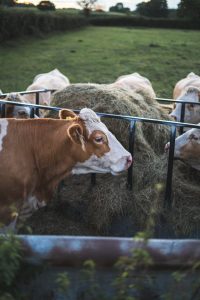 How Long Do Cows Live? Real-Life Examples & Cow Lifespan Chart ...