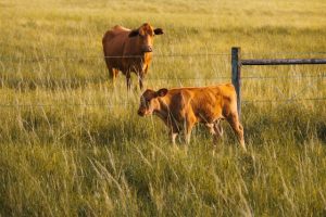 How Long Do Cows Live? Real-Life Examples & Cow Lifespan Chart ...